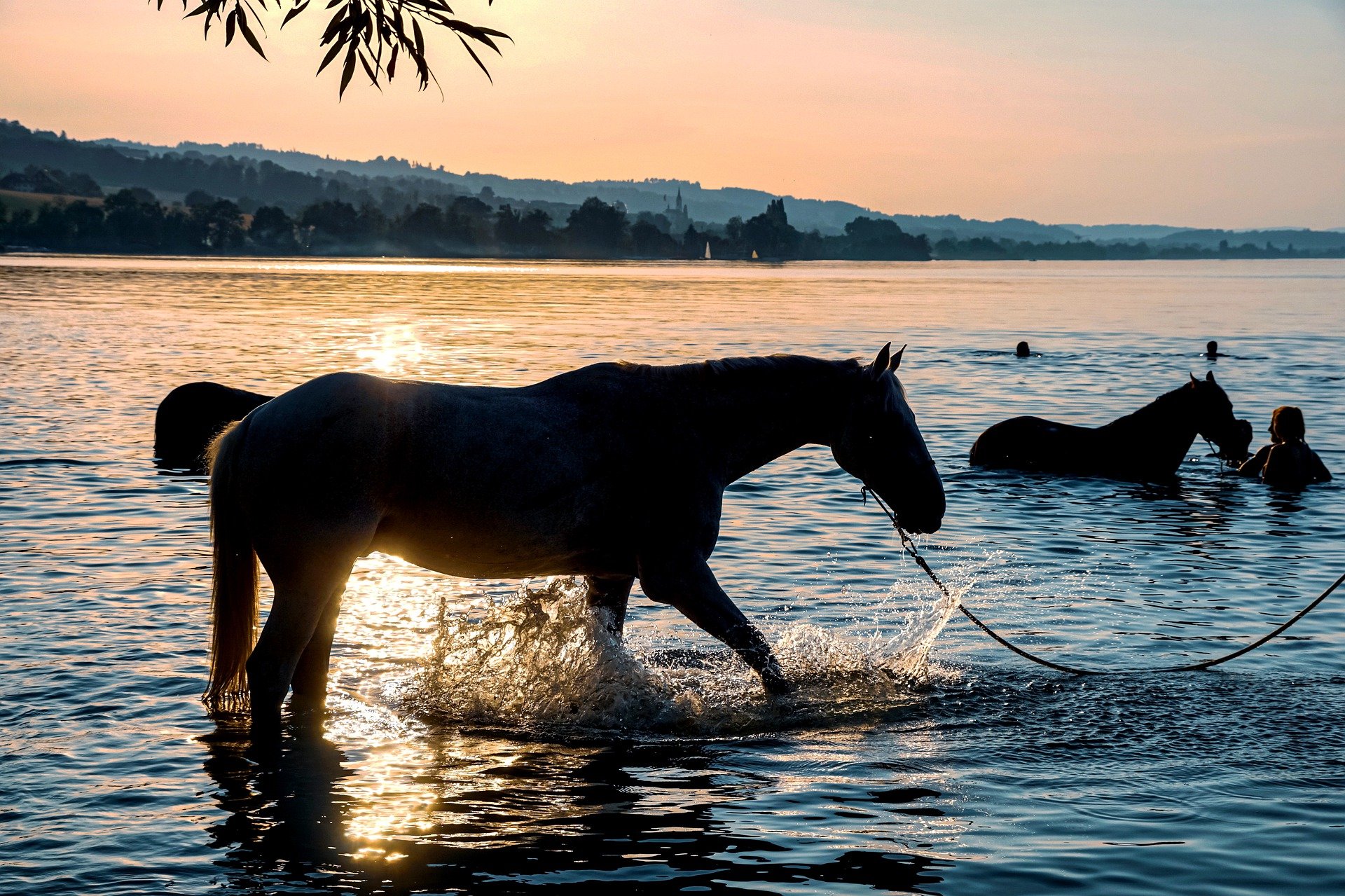 Schwimmen mit Pferden - stresan® Kirchhellener Sand